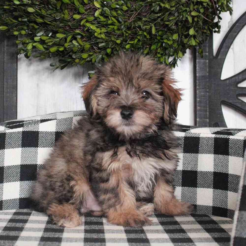 Morkiepoo Puppies for sale from family breeders in Fayetteville, AR