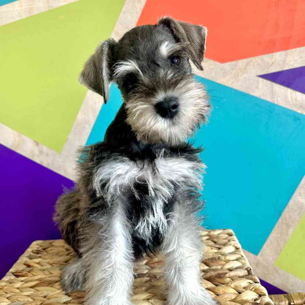 Schnoodle Puppies for sale from family breeders in Fayetteville, AR