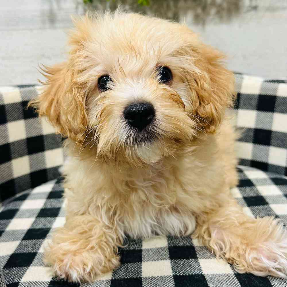 Chesadoodle Puppies for sale from family breeders in Fayetteville, AR