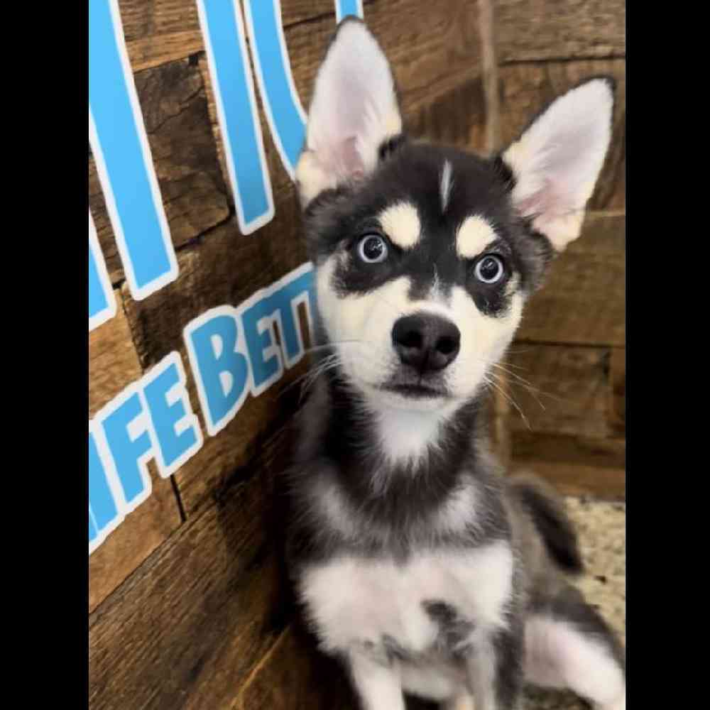 Pom-Klee Kai Puppies for sale from family breeders in Fayetteville, AR