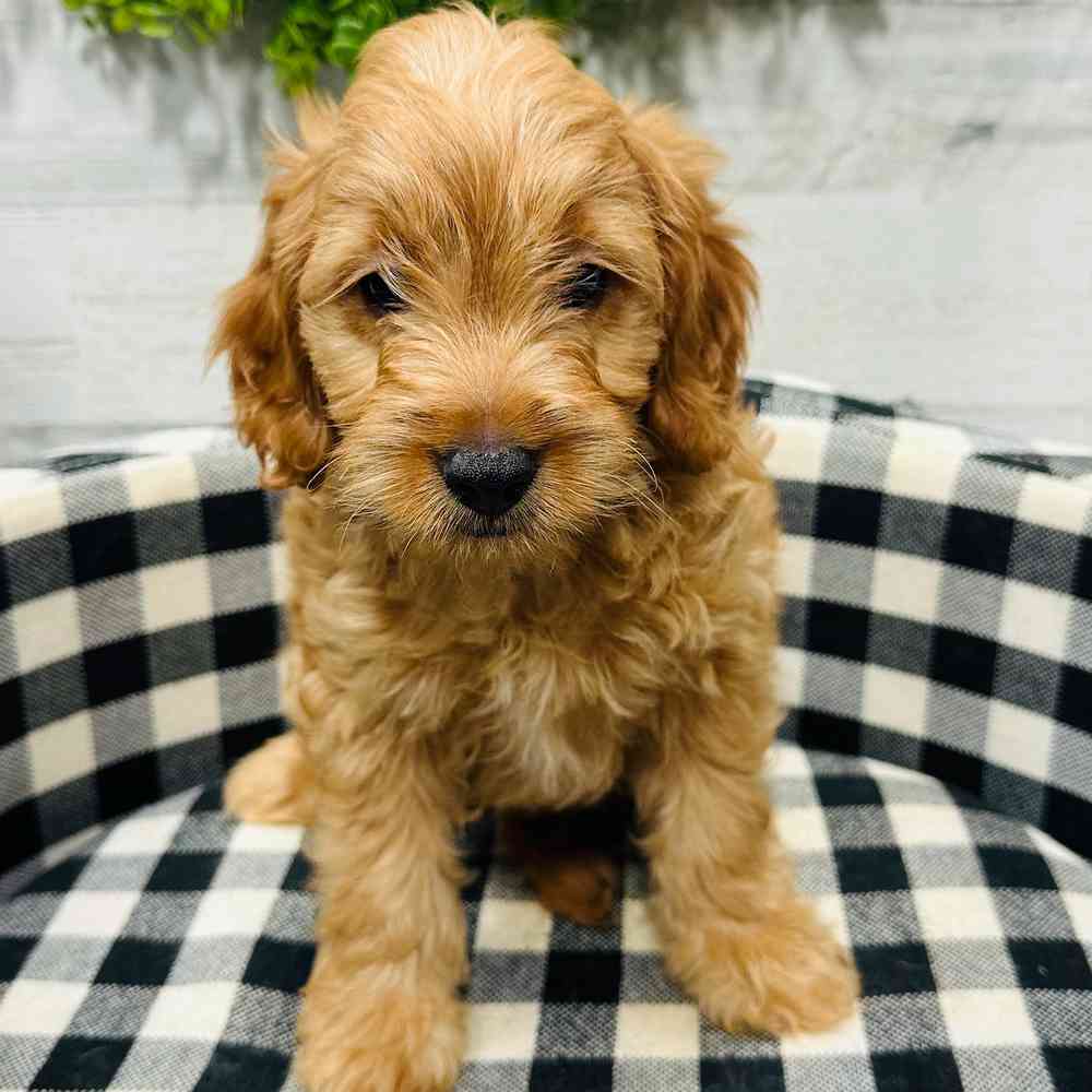 Mini Poodle Puppies for sale from family breeders in Fayetteville, AR