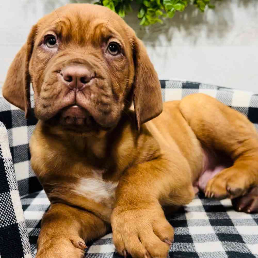 Male Dogue De Bordeaux Puppy for Sale in Fayetteville, AR