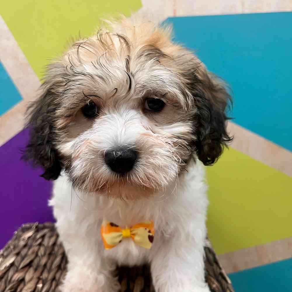 Male Havanese Puppy for Sale in Fayetteville, AR