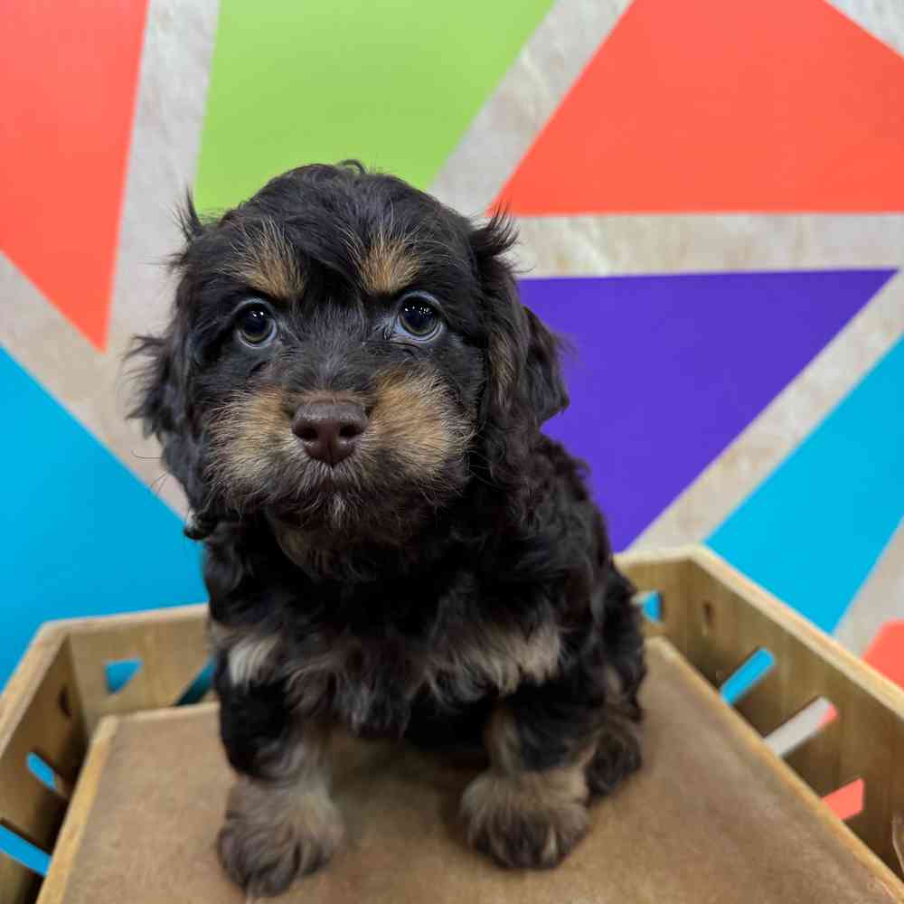 Schnoodle Puppies for sale from family breeders in Fayetteville, AR
