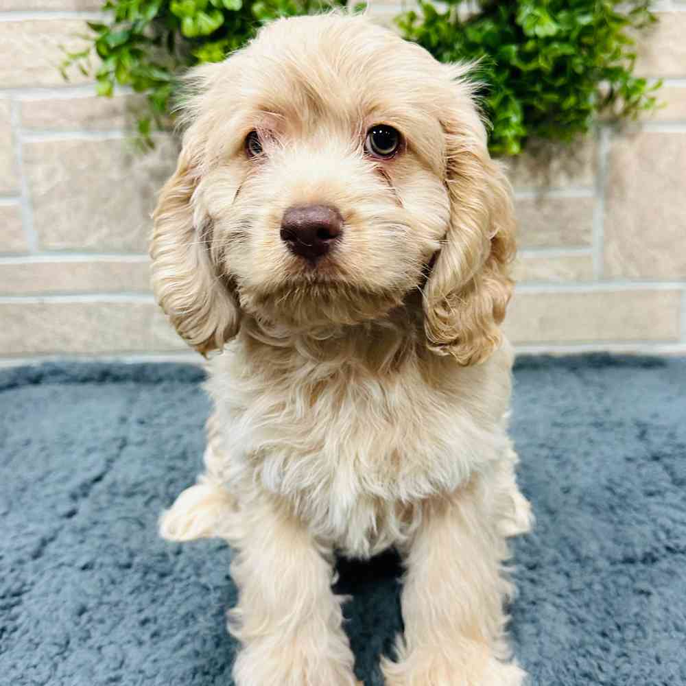 Female Cockapoo Puppy for Sale in Fayetteville, AR
