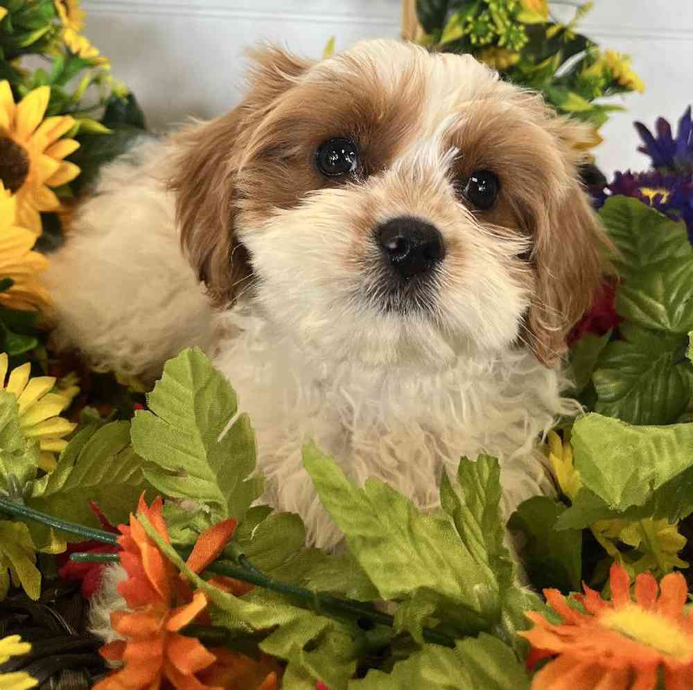 Schnoodle Puppies for sale from family breeders in Fayetteville, AR