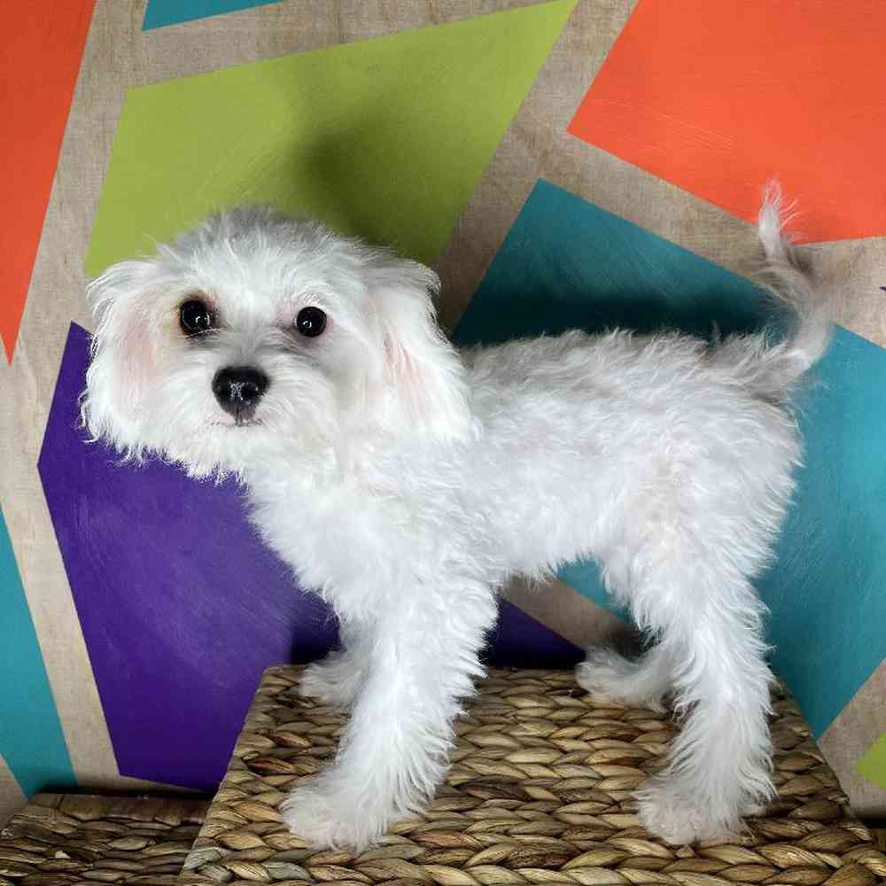 Schnoodle Puppies for sale from family breeders in Fayetteville, AR