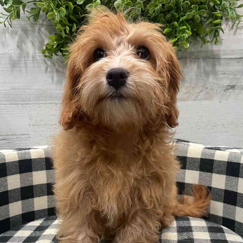 Schnoodle Puppies for sale from family breeders in Fayetteville, AR