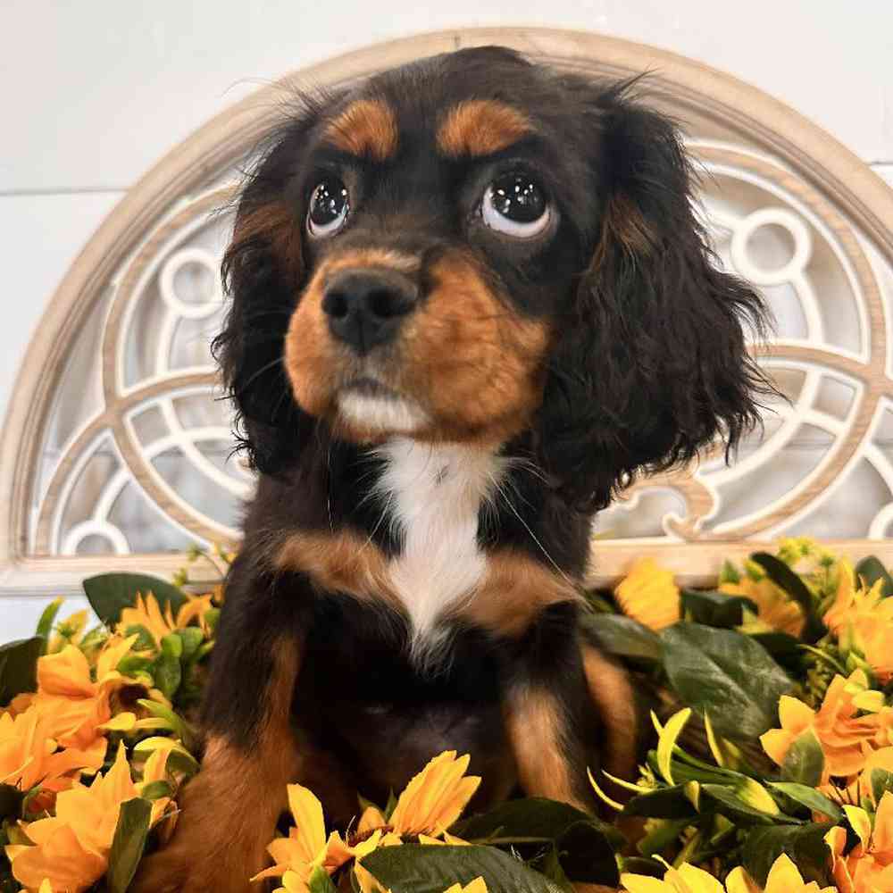 Female Cavalier King Charles Spaniel Puppy for Sale in Fayetteville, AR