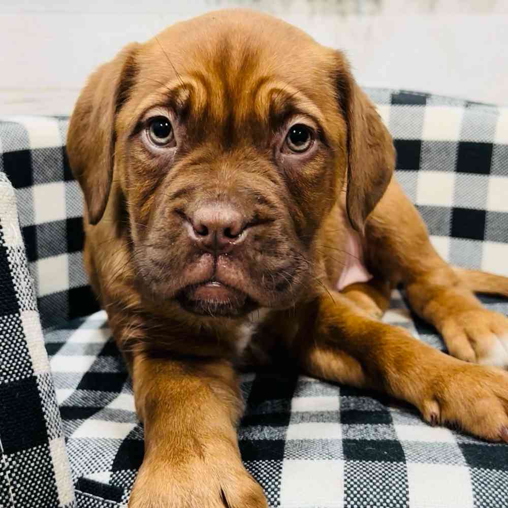 Female Dogue De Bordeaux Puppy for Sale in Fayetteville, AR