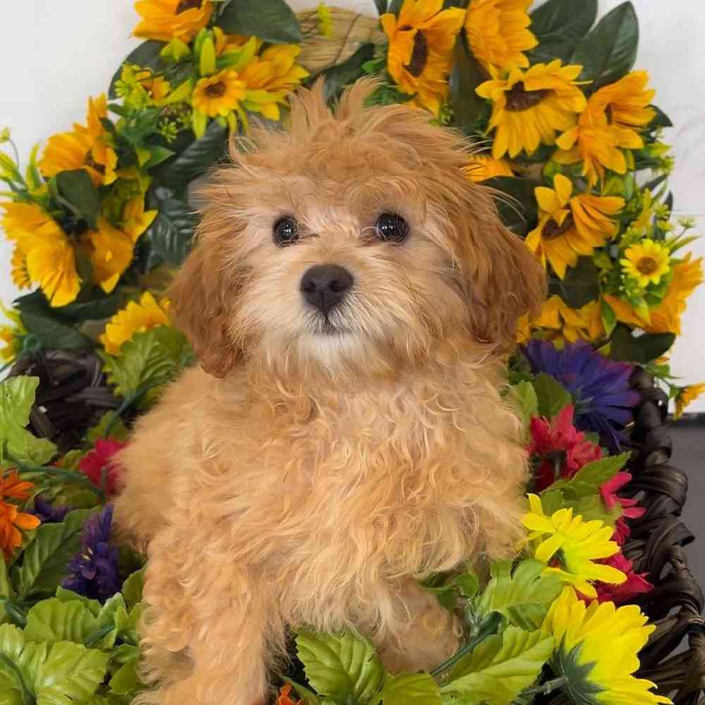 Schnoodle Puppies for sale from family breeders in Fayetteville, AR