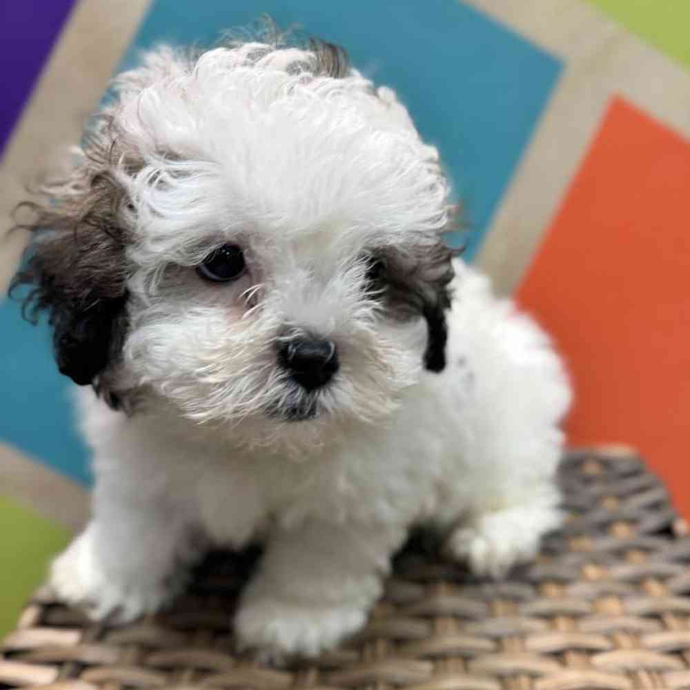 Male Lhasa-Poo Puppy for Sale in Fayetteville, AR